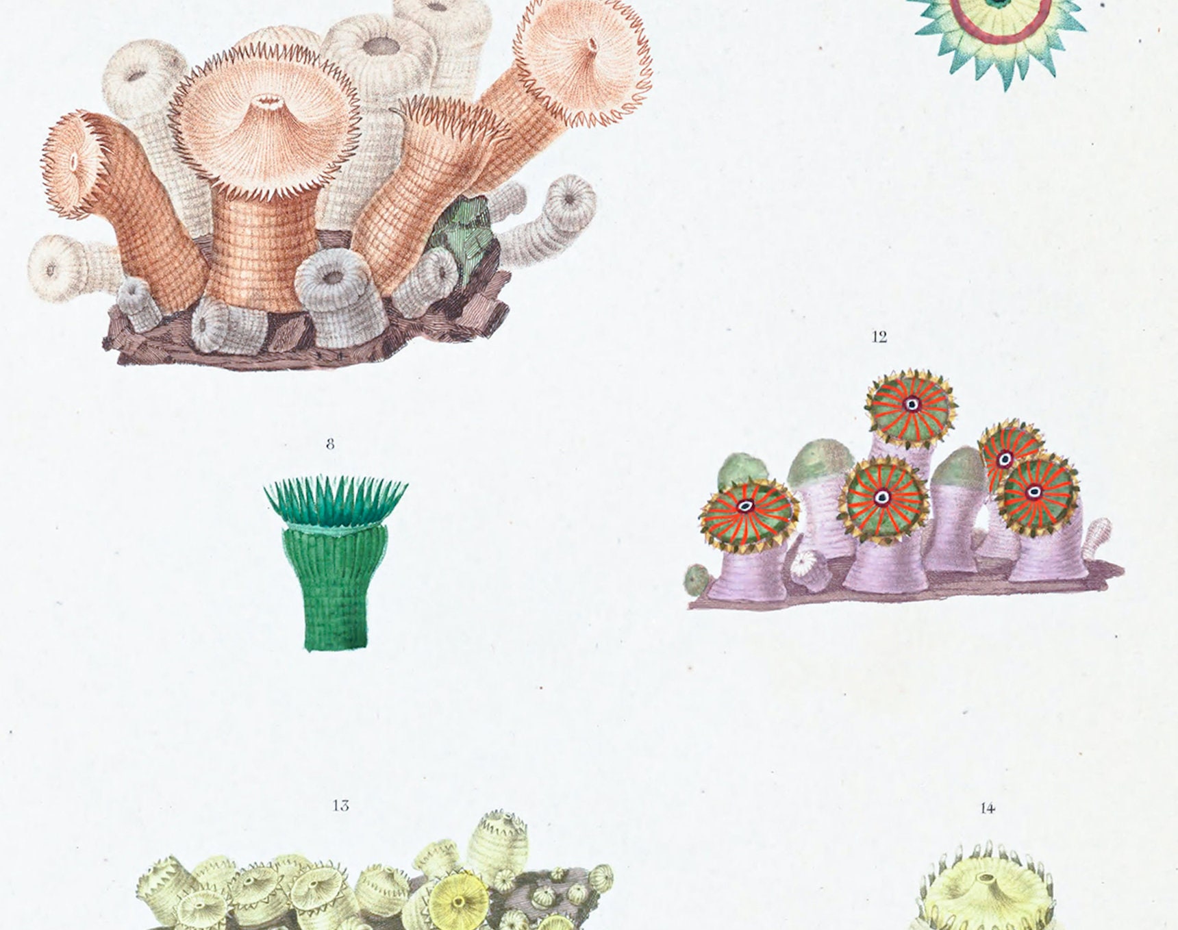 Zoanthid Poster, Snake Polyps, Marine Life, Ocean, Vintage Poster ...