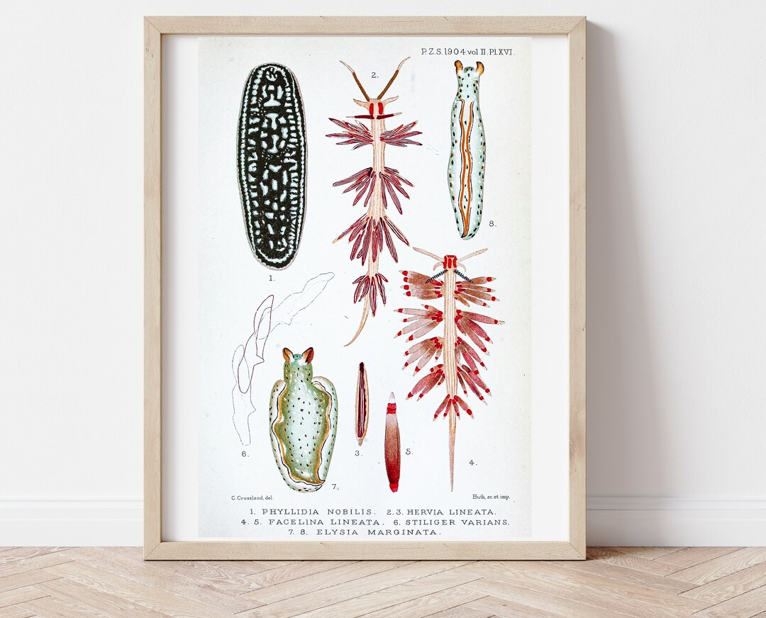 Wall Art, Sea Slug, Digital Art, Downloadable Print, Science Art, Ocean ...