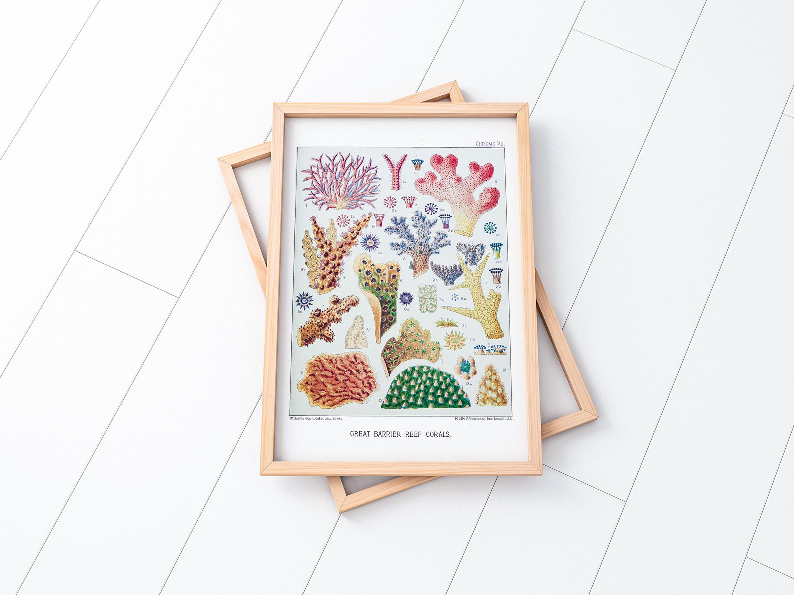 Branching Coral Coral Digital Download Coral Poster Coral - Etsy