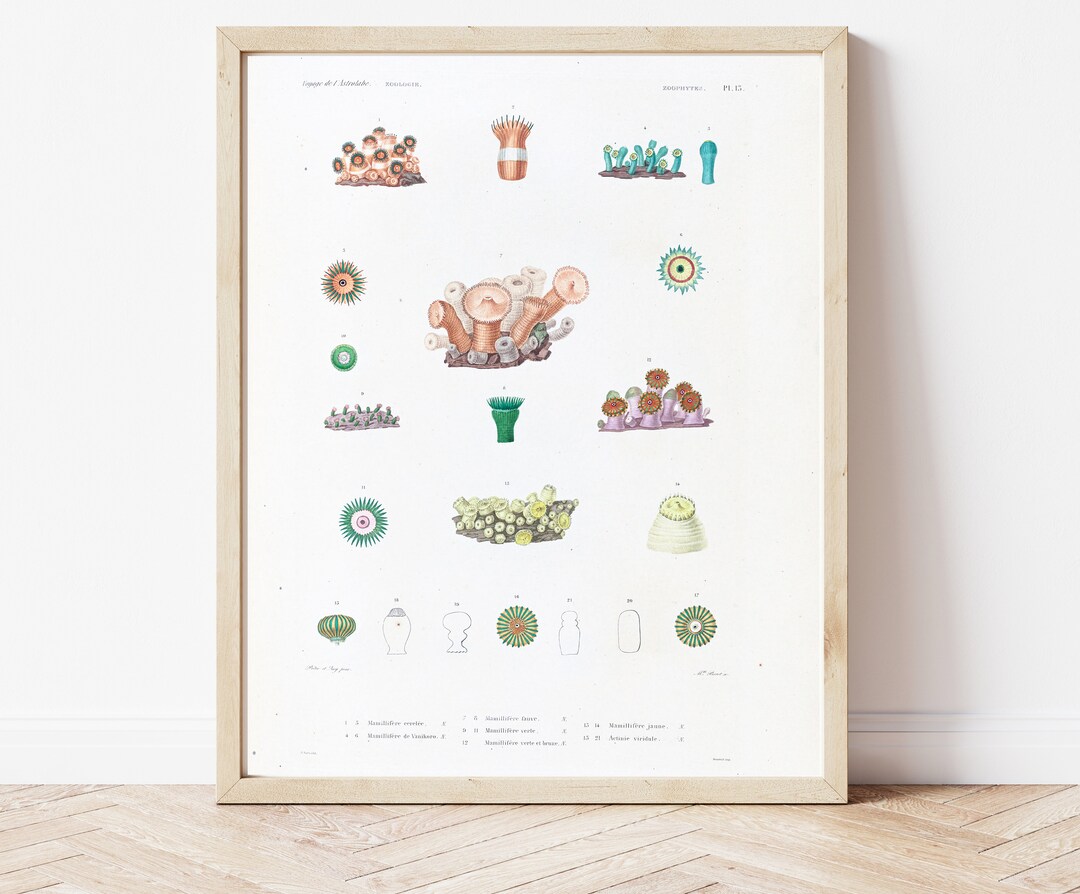 Zoanthid Poster, Snake Polyps, Marine Life, Ocean, Vintage Poster ...