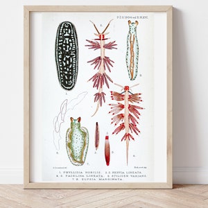 Sea Slug, Digital Art, Downloadable Print, Science Art, Ocean ...