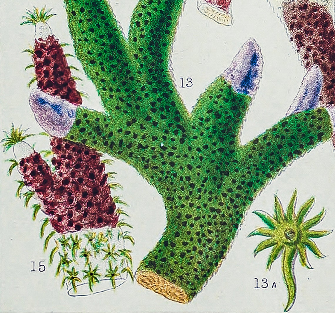 Acropora Coral, Digital Download, Coral Poster, Coral Art, Vintage ...
