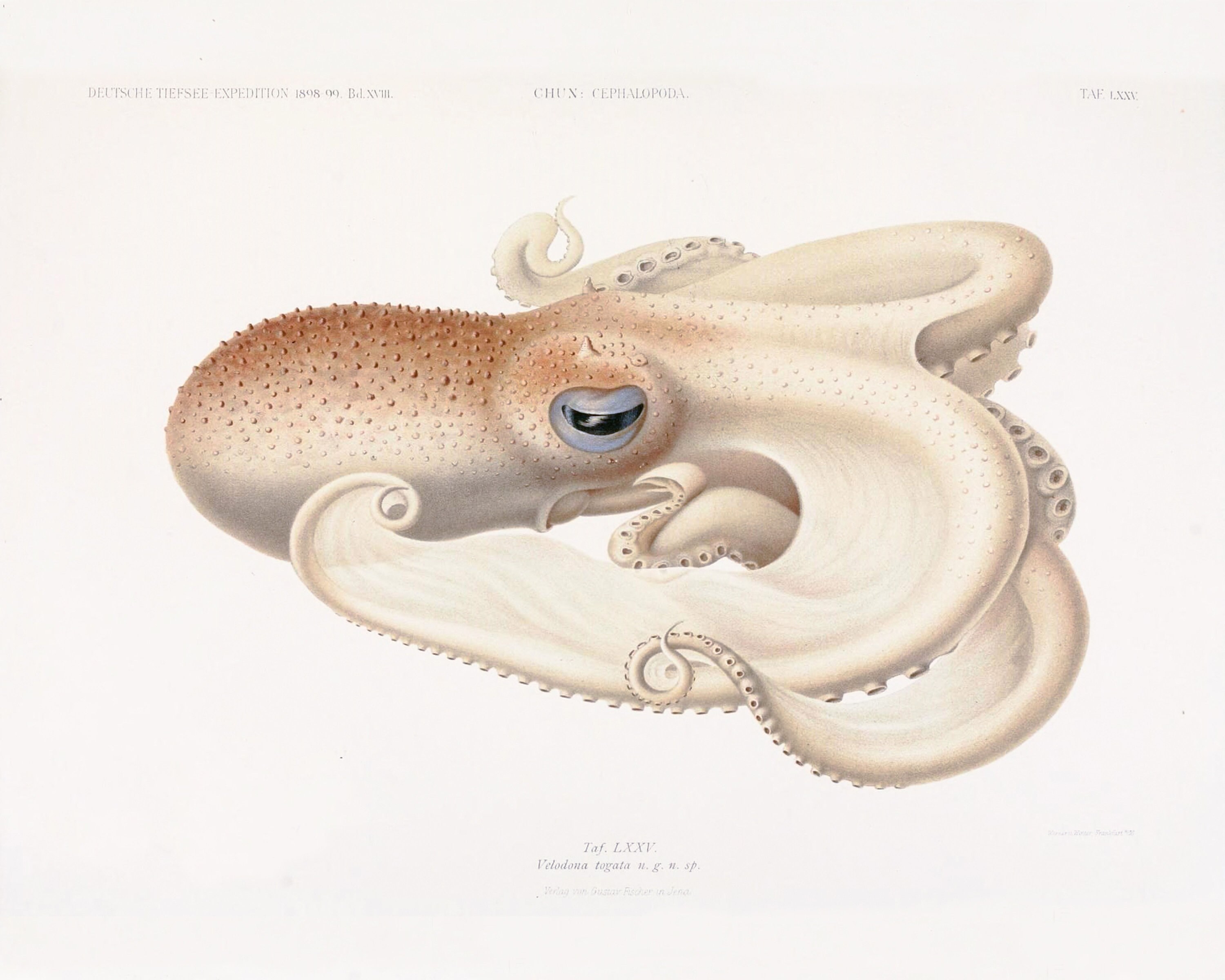 Science Art Drawings, Cephlapods, Octopus and Squids, Nautical Theme ...