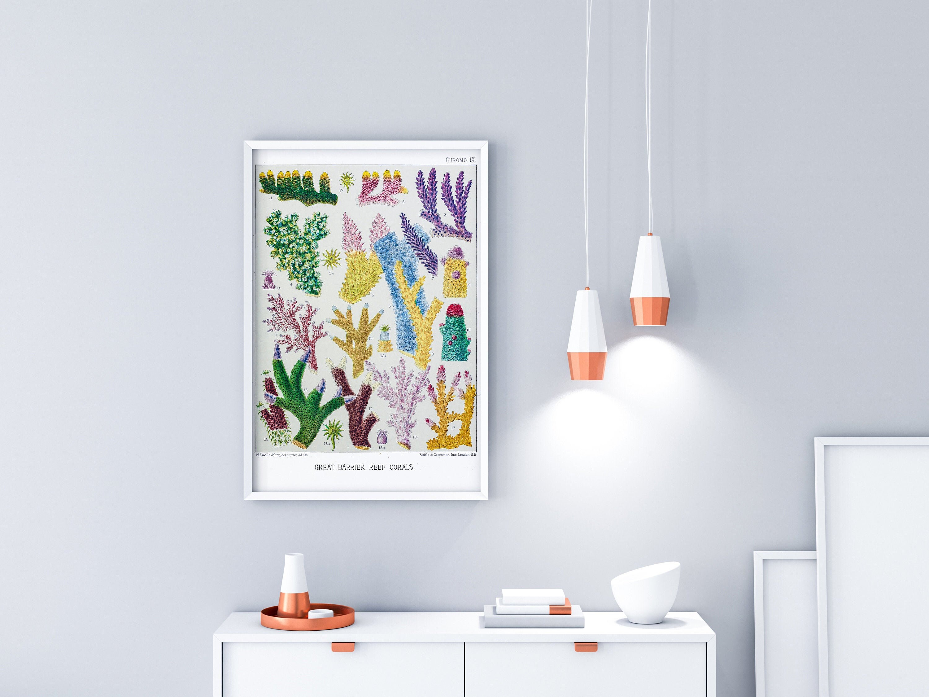 Acropora Coral, Digital Download, Coral Poster, Coral Art, Vintage ...