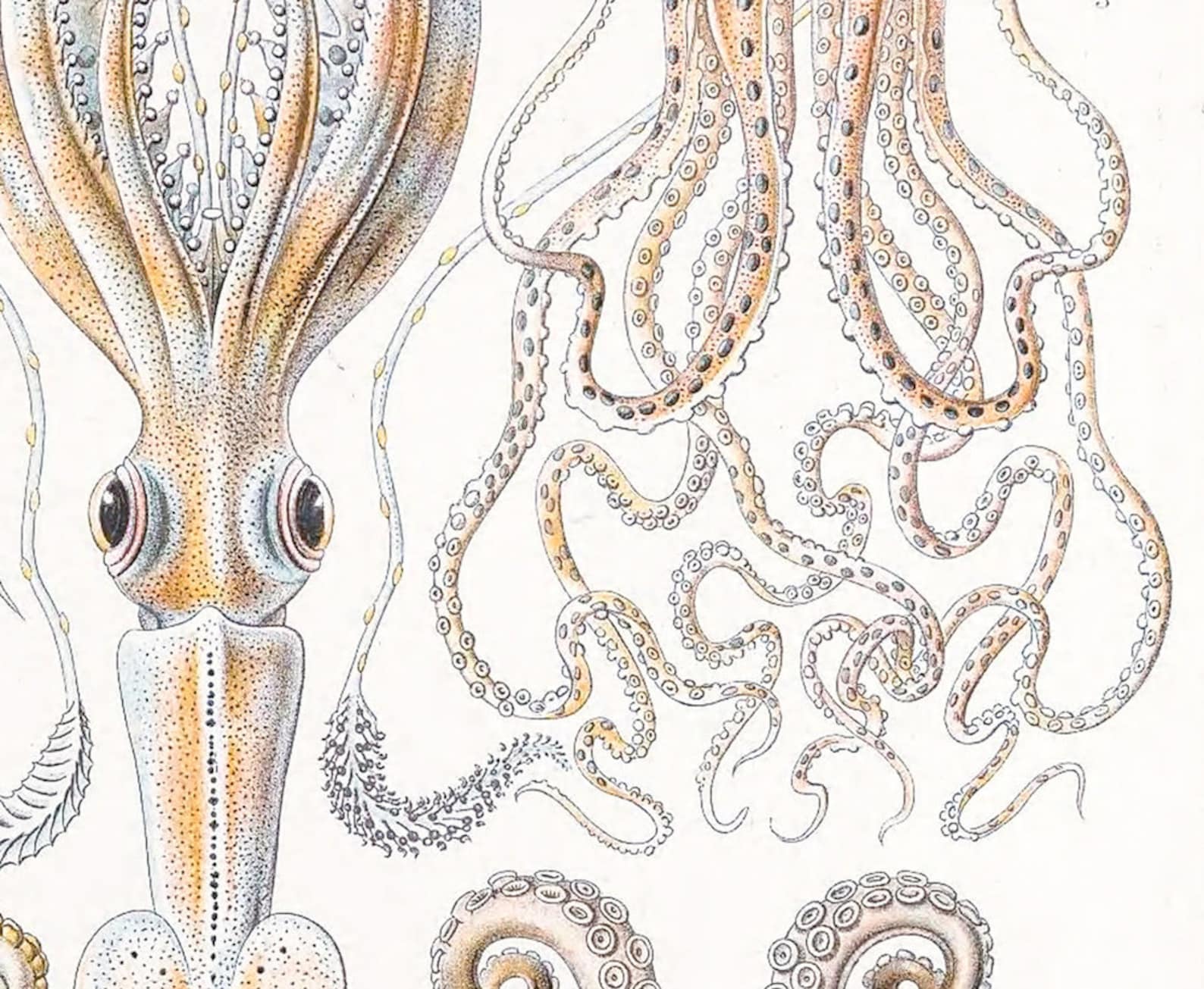 Octopus, Mollusc, Squid, Vintage Drawing, Science Drawing, Marine ...