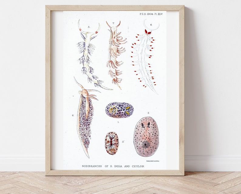 Sea Slug Digital Art Downloadable Print Science Art Ocean - Etsy