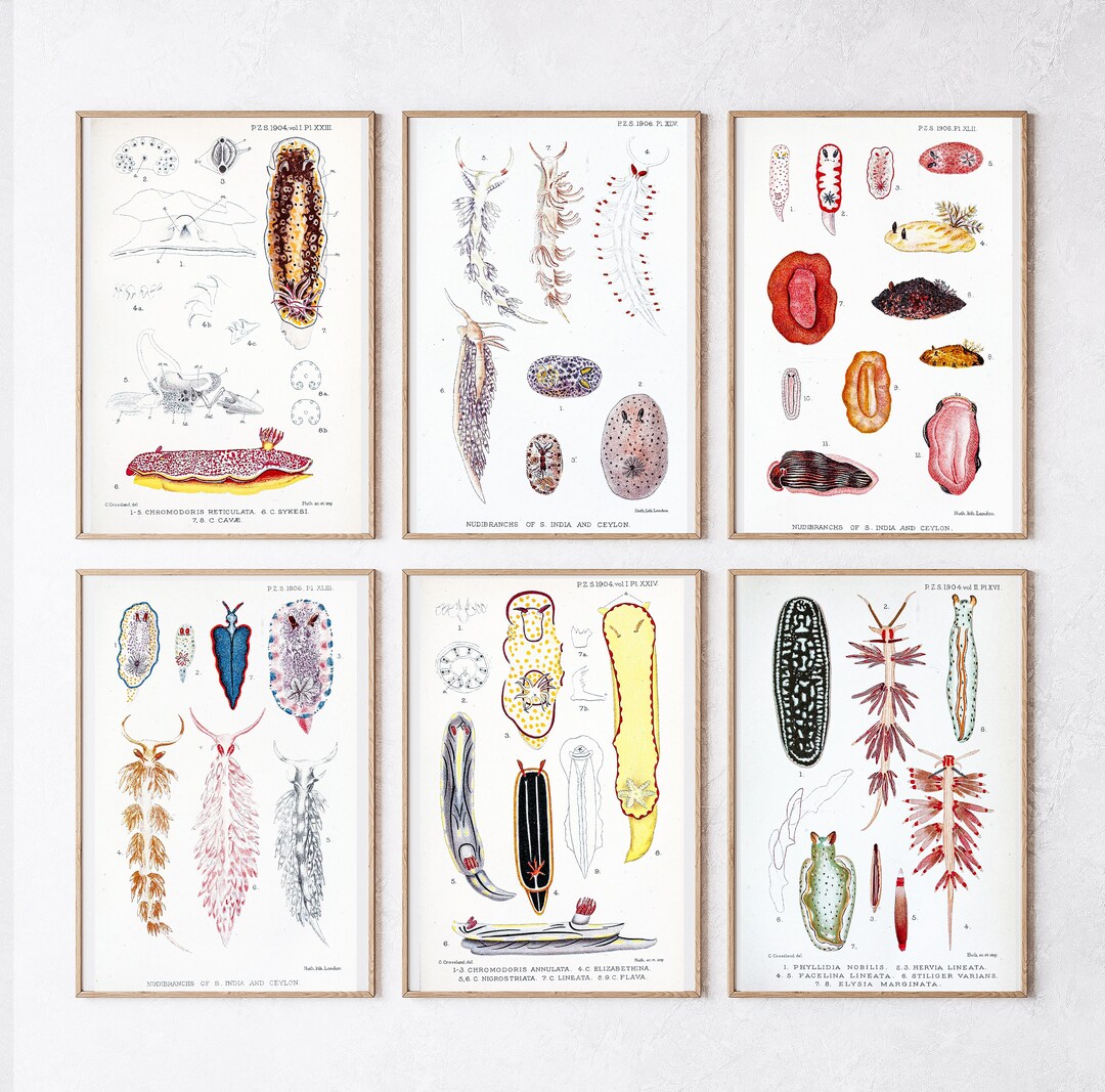 Sea Slug, Digital Art, Downloadable Print, Science Art, Ocean ...