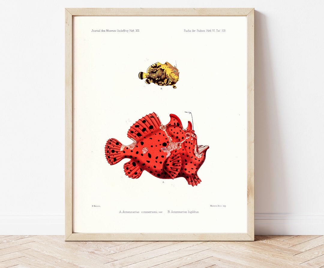 Fish Art, Frogfish, Anglerfish, Download, Home Decor, DIY Poster, Print ...