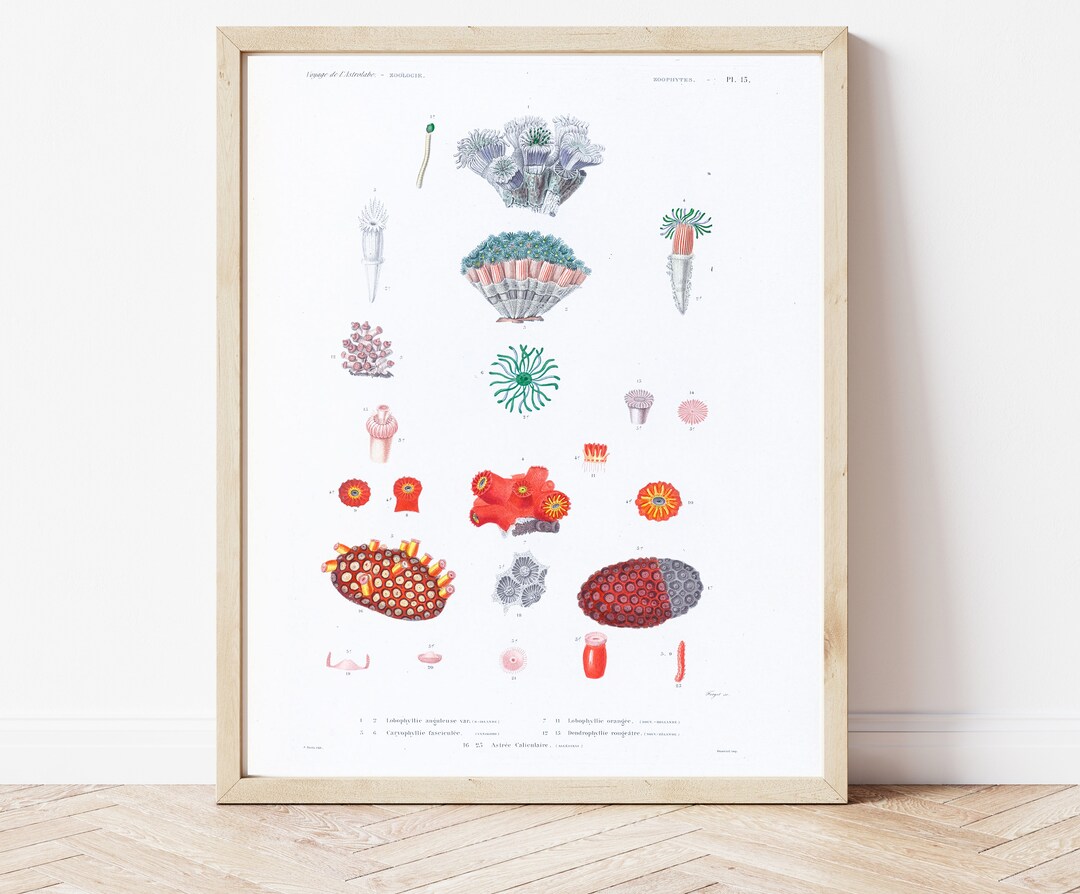 Coral Poster, Old Science Drawings, Coral, Marine Life, Ocean, Marine ...