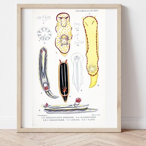 Sea Slug, Digital Art, Downloadable Print, Science Art, Ocean ...