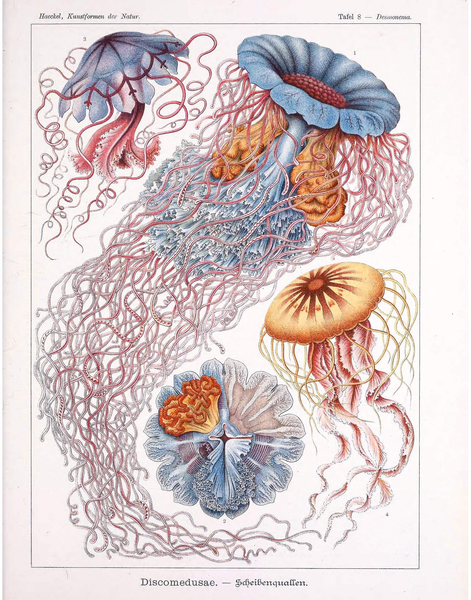 Jellyfish, Blue Jellyfish, Vintage Drawing, Science Drawing, Marine ...