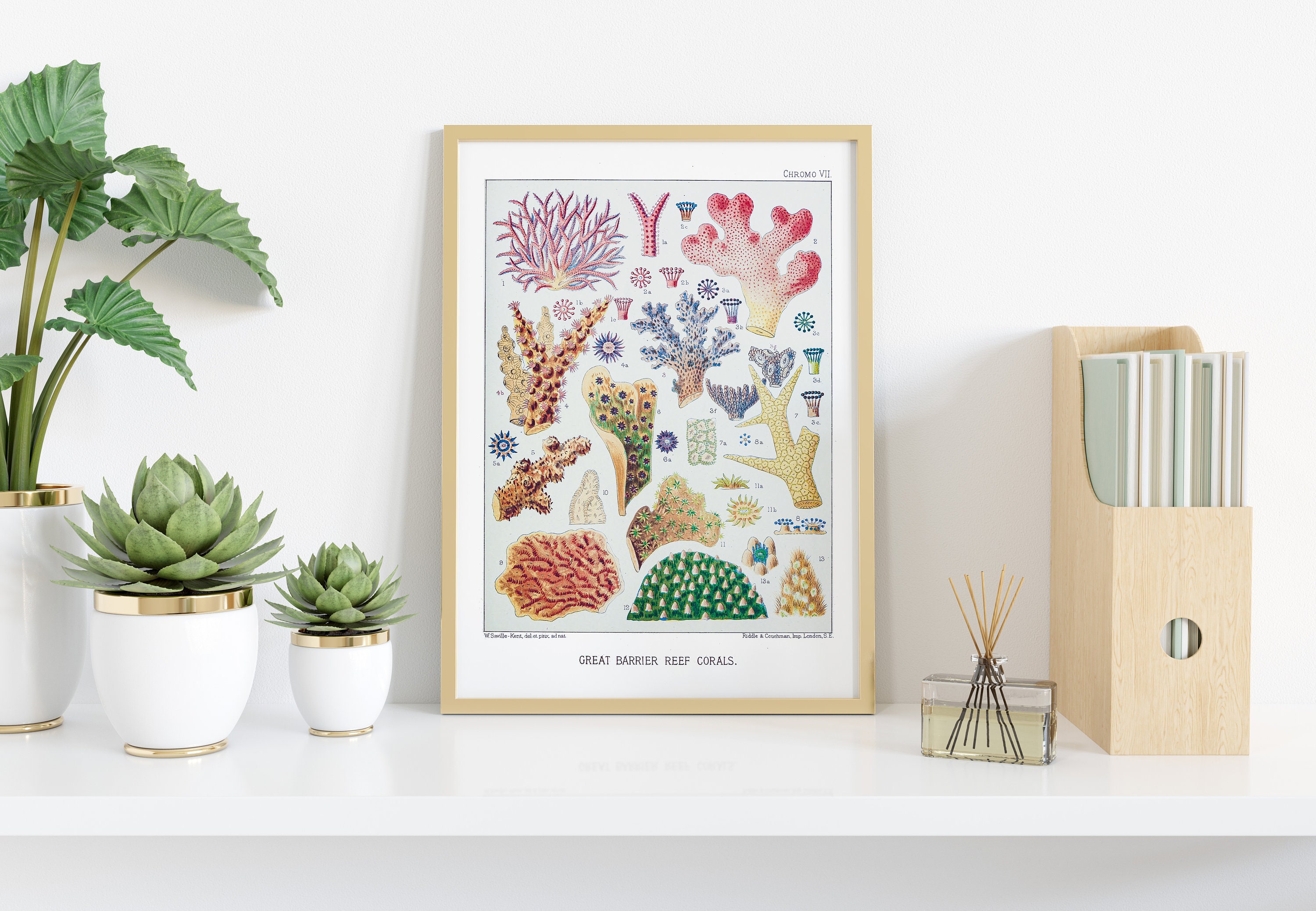 Branching Coral, Coral, Digital Download, Coral Poster, Coral Art ...