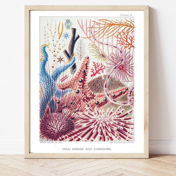 Starfish Sea Urchin - Etsy