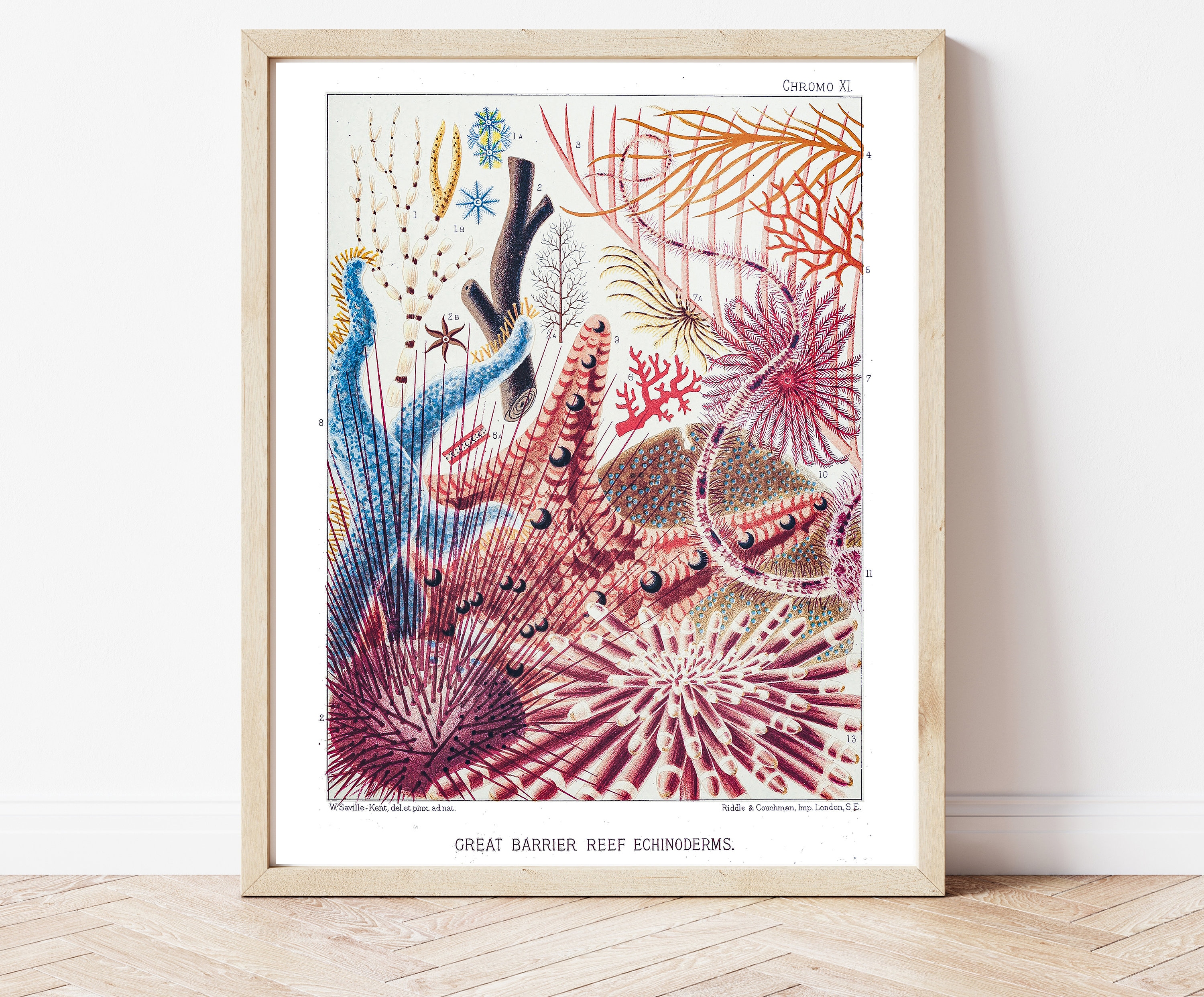 Starfish, Sea Urchin Poster, Digital Art, Downloadable Print, Coral ...