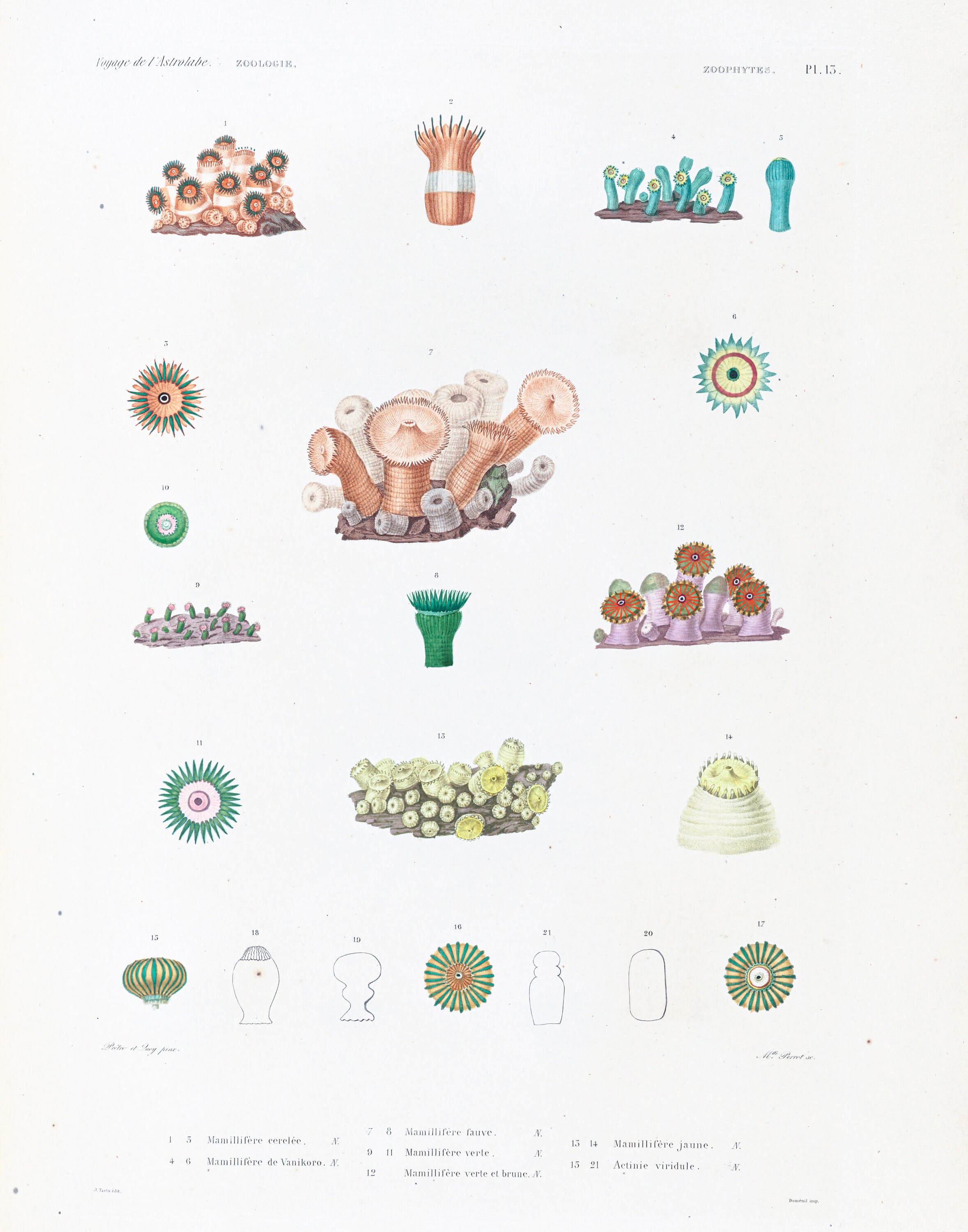 Zoanthid Poster, Snake Polyps, Marine Life, Ocean, Vintage Poster ...