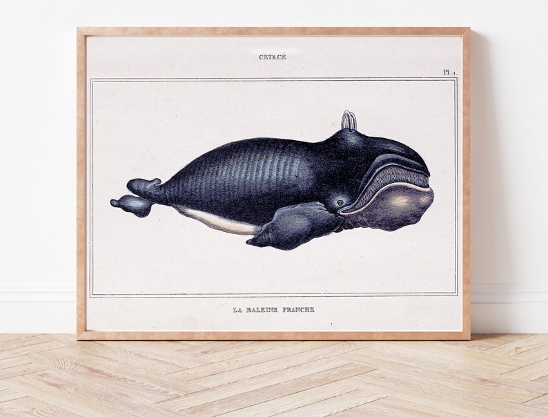 Natural History, Cetaceans, Whales, Dolphins, Home Decor, Nautical ...