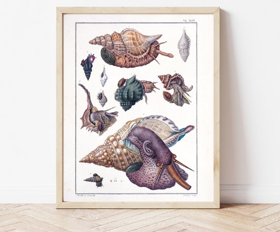 Conch Sea Snail Marine Life Marine Biology DIY Print | Etsy