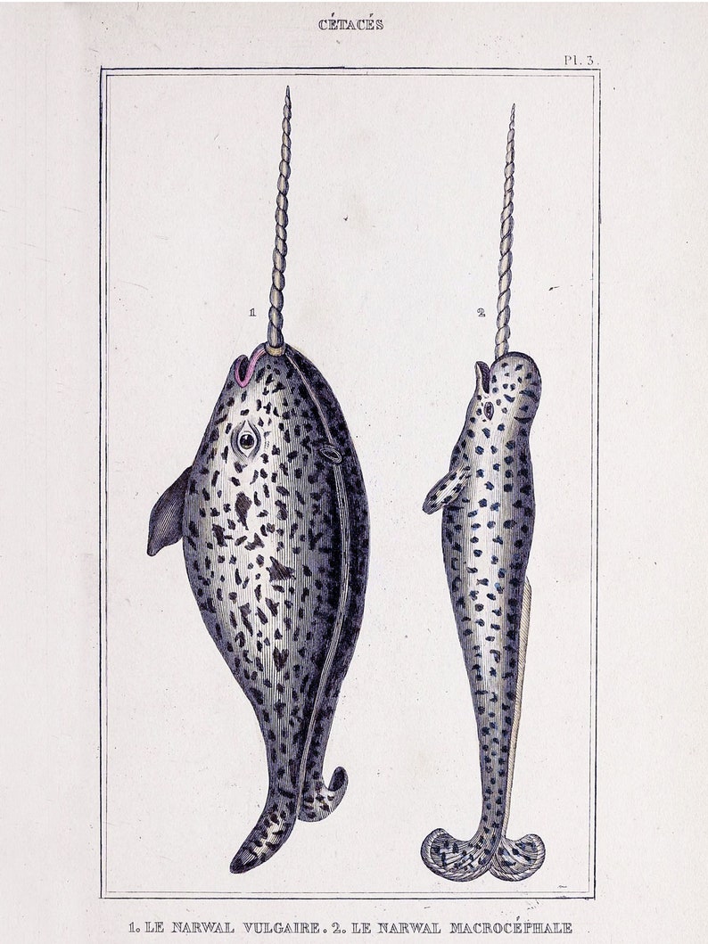 Natural History, Cetaceans, Whales, Dolphins, Home Decor, Nautical ...