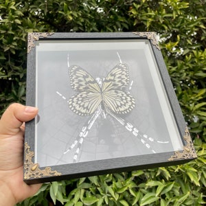 Butterfly Shadow Box - Etsy