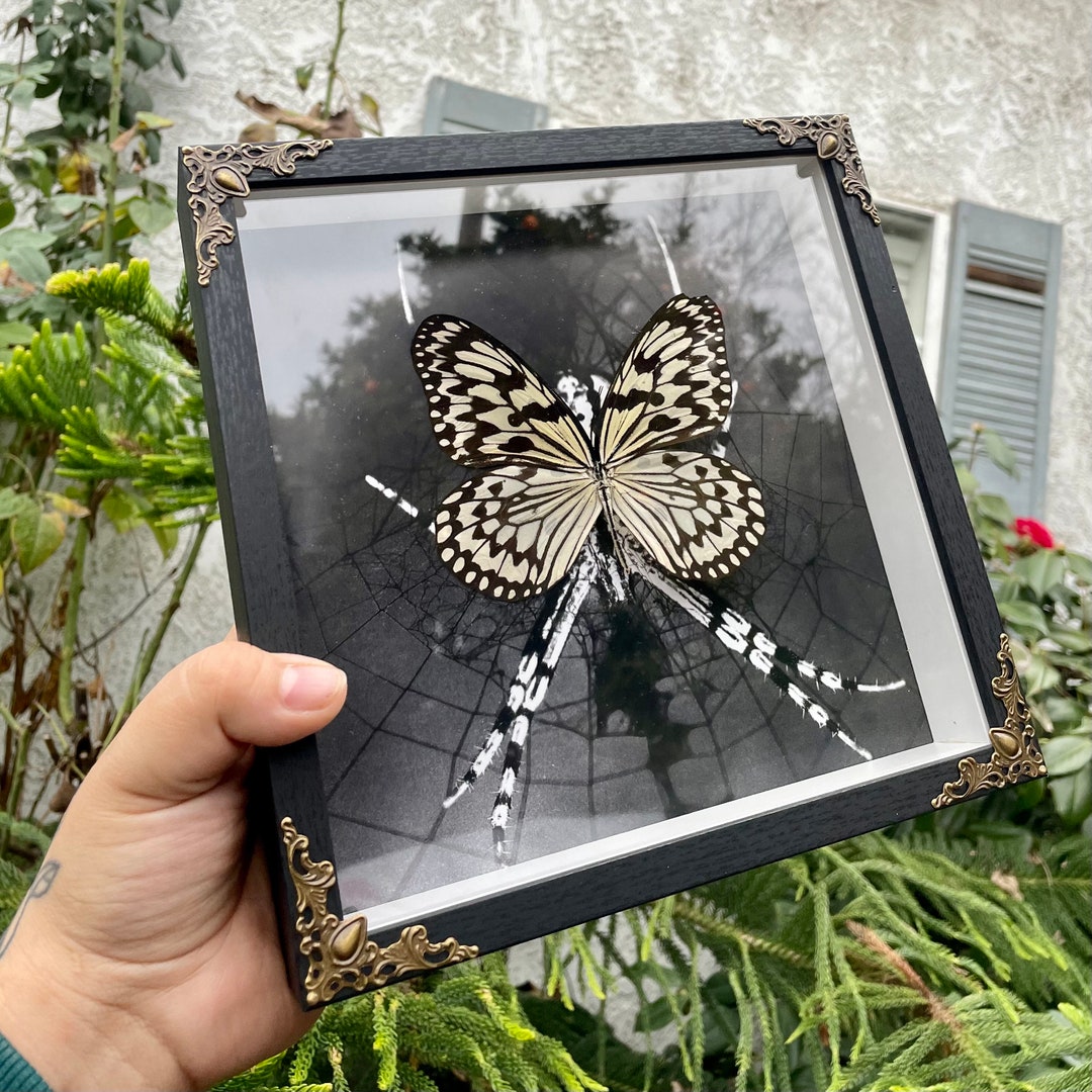 Butterfly Shadow Box - Etsy