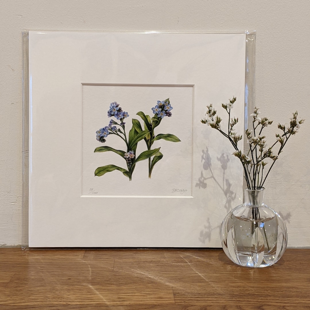 Forget-me-not Print / Forget -me-not Limited Edition Botanical Print ...