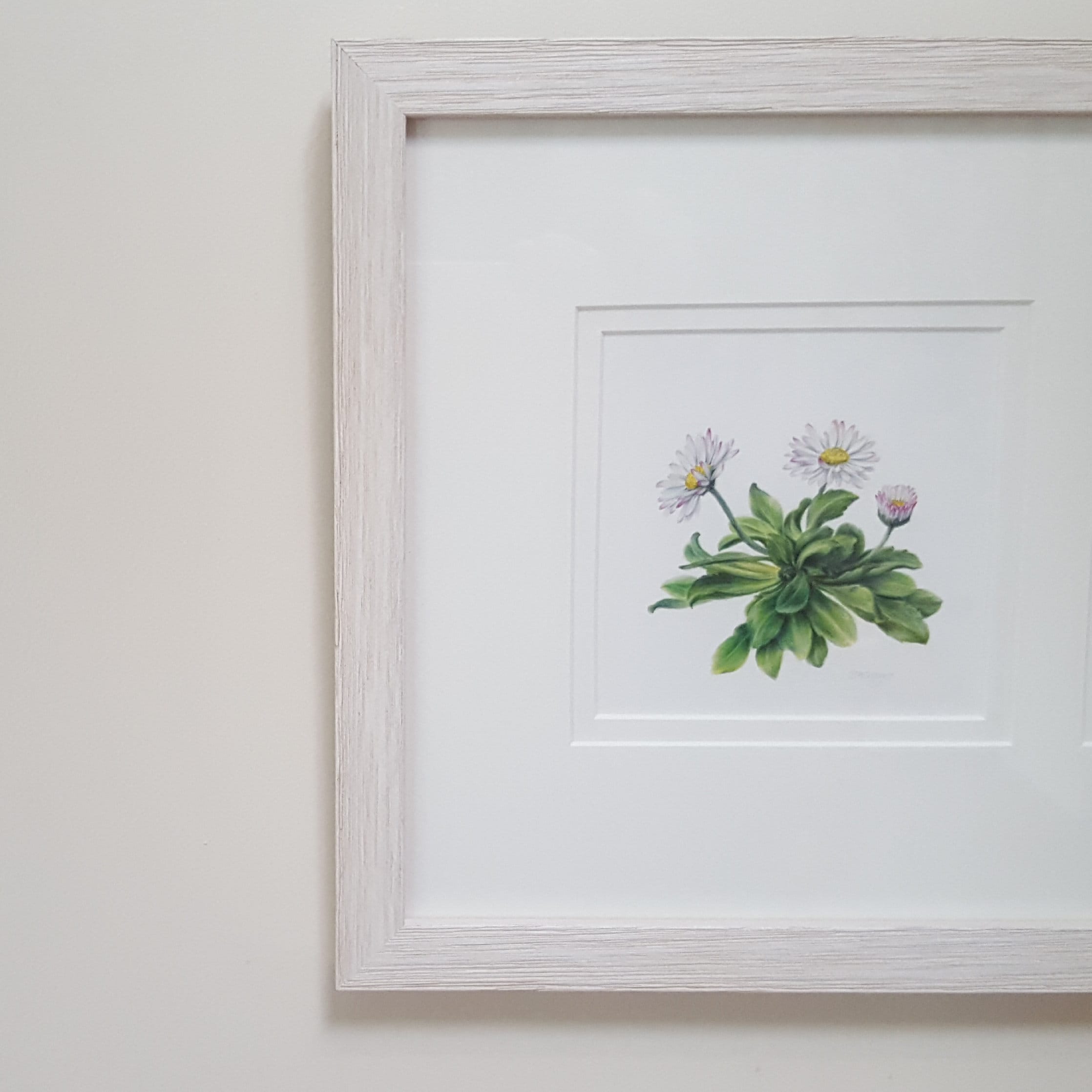 Daisy Print /daisy Limited Edition / Daisy Botanical Print / - Etsy