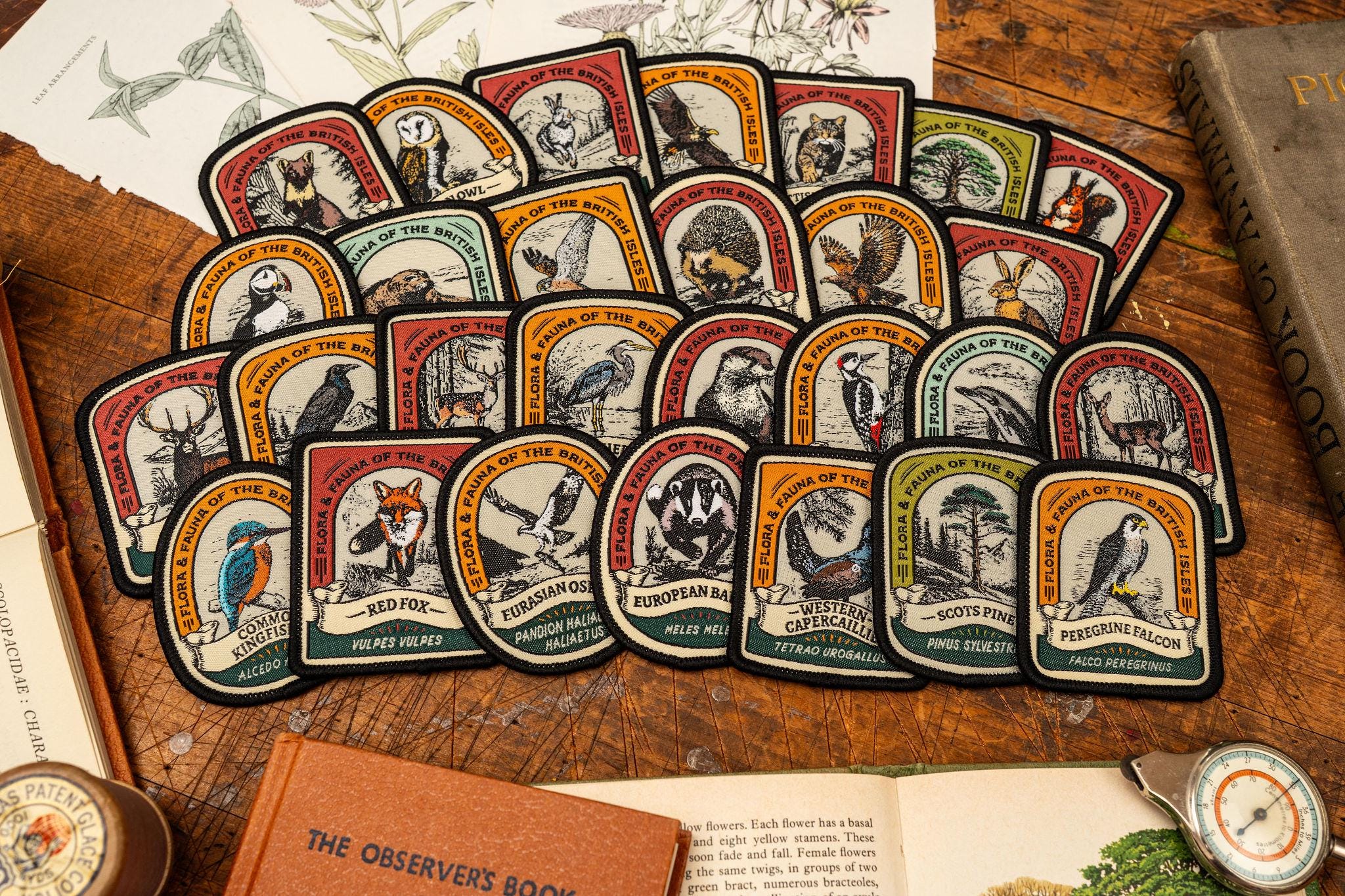 European Badger Patch - Etsy