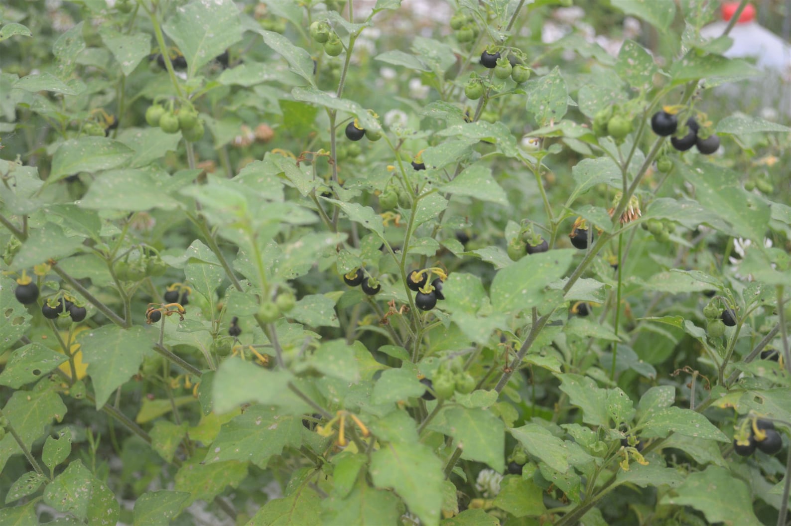 Schwartzenbeeren Berry Seeds - German Blackberry 100 Seeds - Super Easy ...