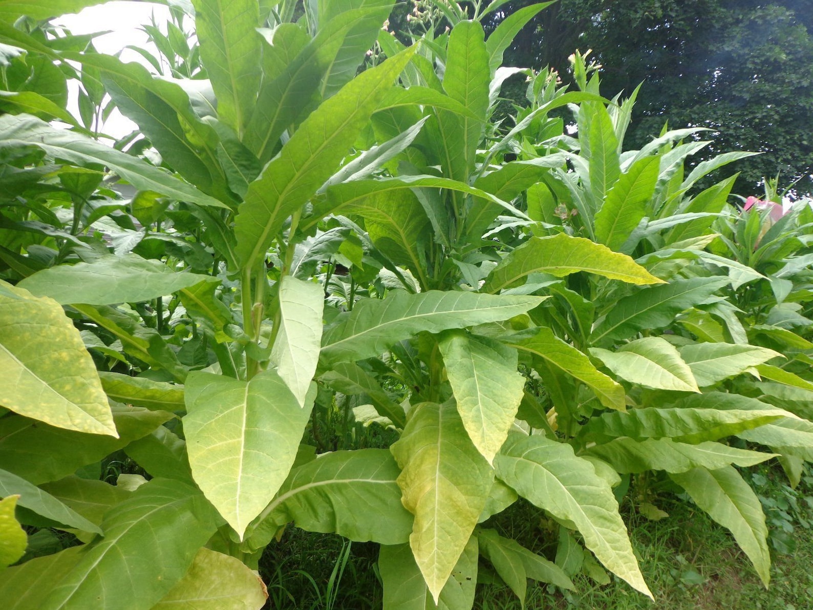 Chewing Tobacco Seed - Grow Your Own Chew and Dip! 1,000+ Seeds - Etsy