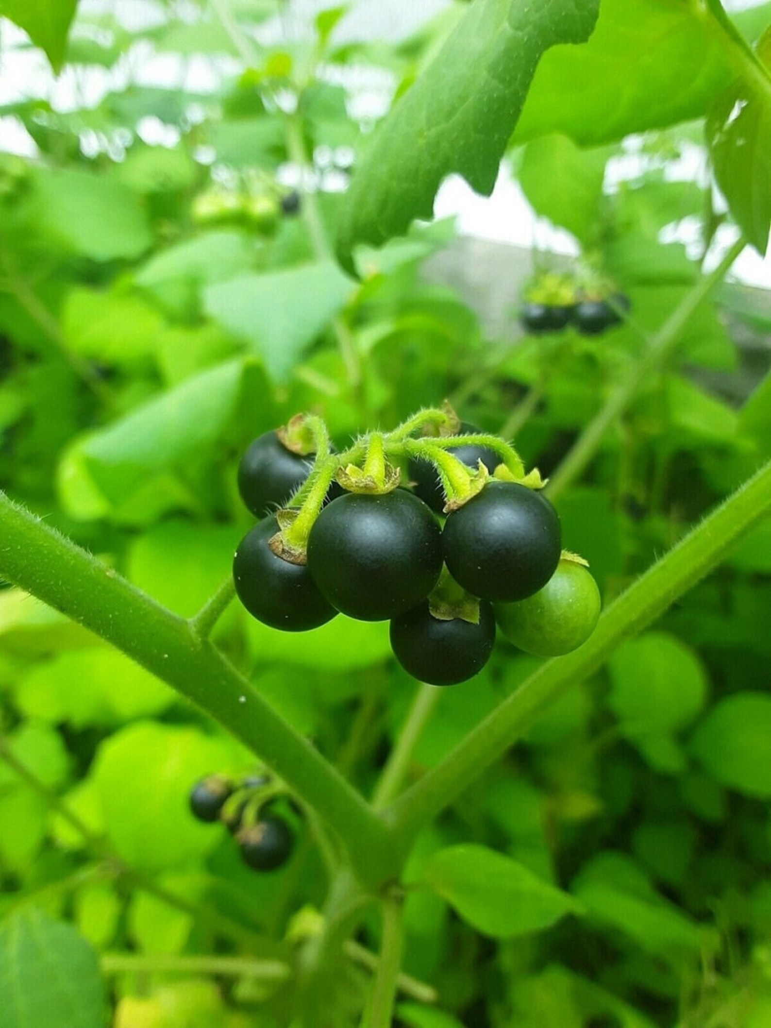 Schwartzenbeeren Berry Seeds - German Blackberry 100 Seeds - Super Easy ...