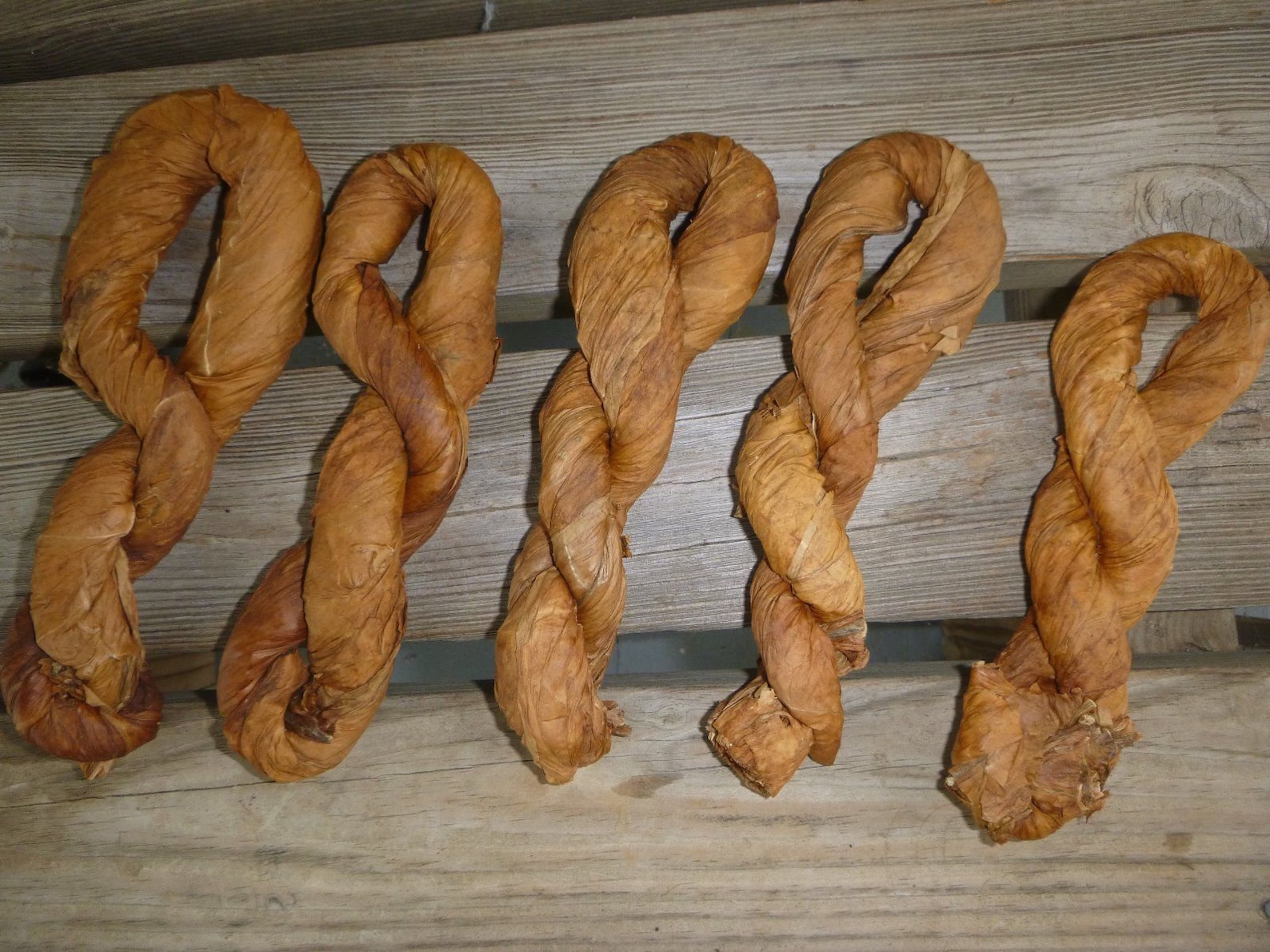 Chewing Tobacco Seed Pack- 3 Varieties for Chew & Dip 3,000+ Seeds - Etsy