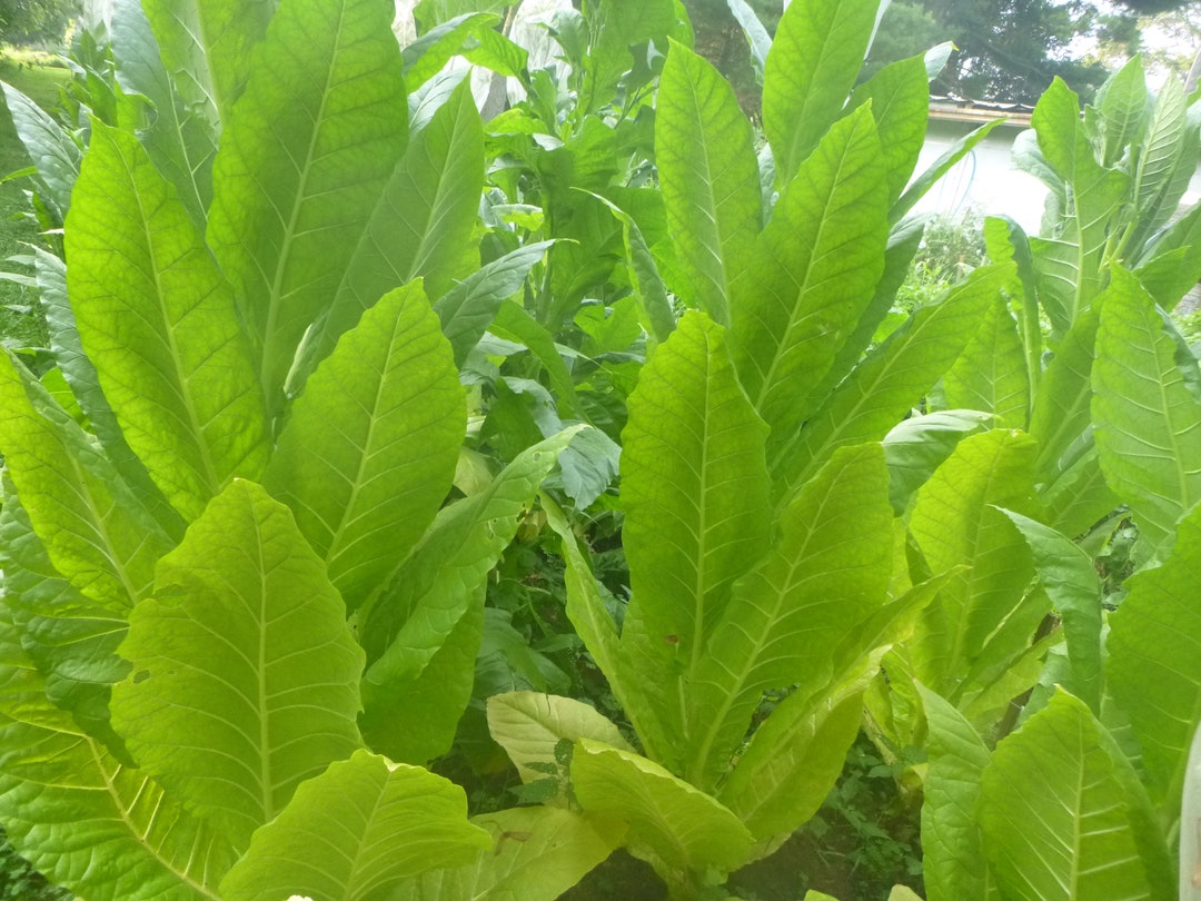 Golden Burley - Heirloom Tobacco Seeds - 1,000+ Seeds - Best Deal on ...