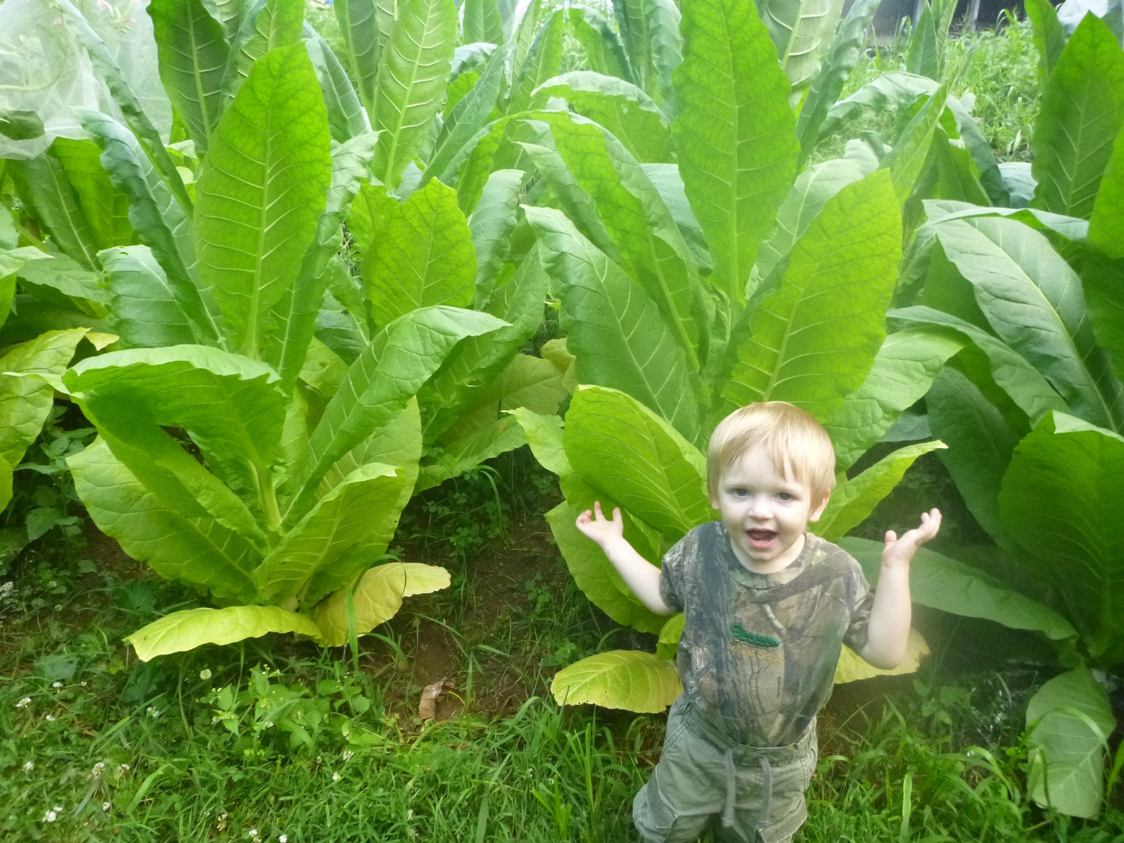 Chewing Tobacco Seed - Grow Your Own Chew and Dip! 1,000+ Seeds - Etsy