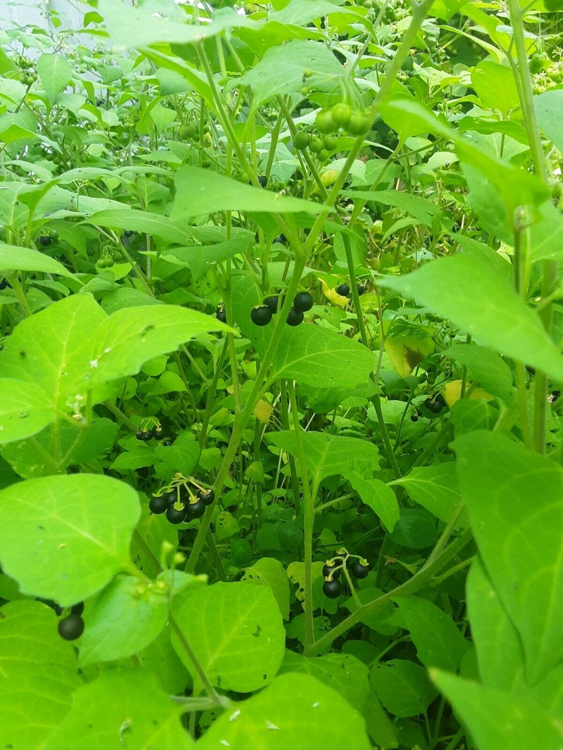 Schwartzenbeeren Berry Seeds German Blackberry 100 Seeds | Etsy