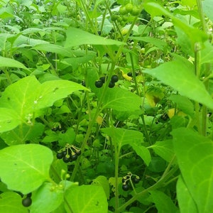 Schwartzenbeeren Berry Seeds - German Blackberry 100 Seeds - Super Easy ...