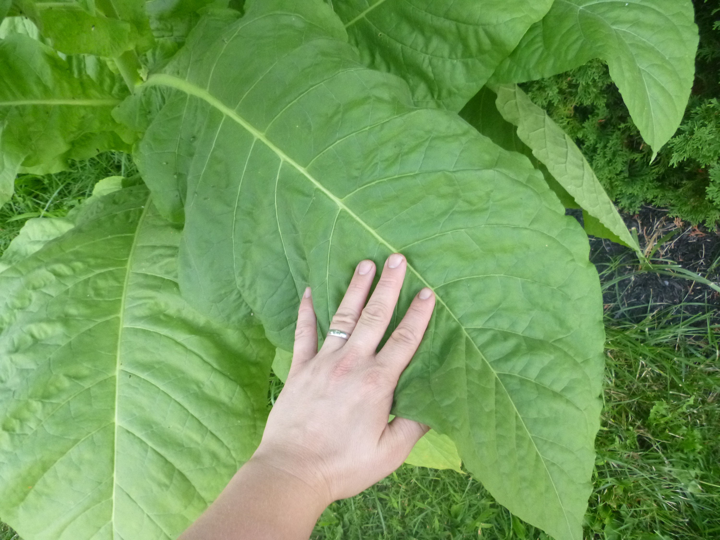 Chewing Tobacco Seed Pack- 3 Varieties for Chew & Dip 3,000+ Seeds - Etsy
