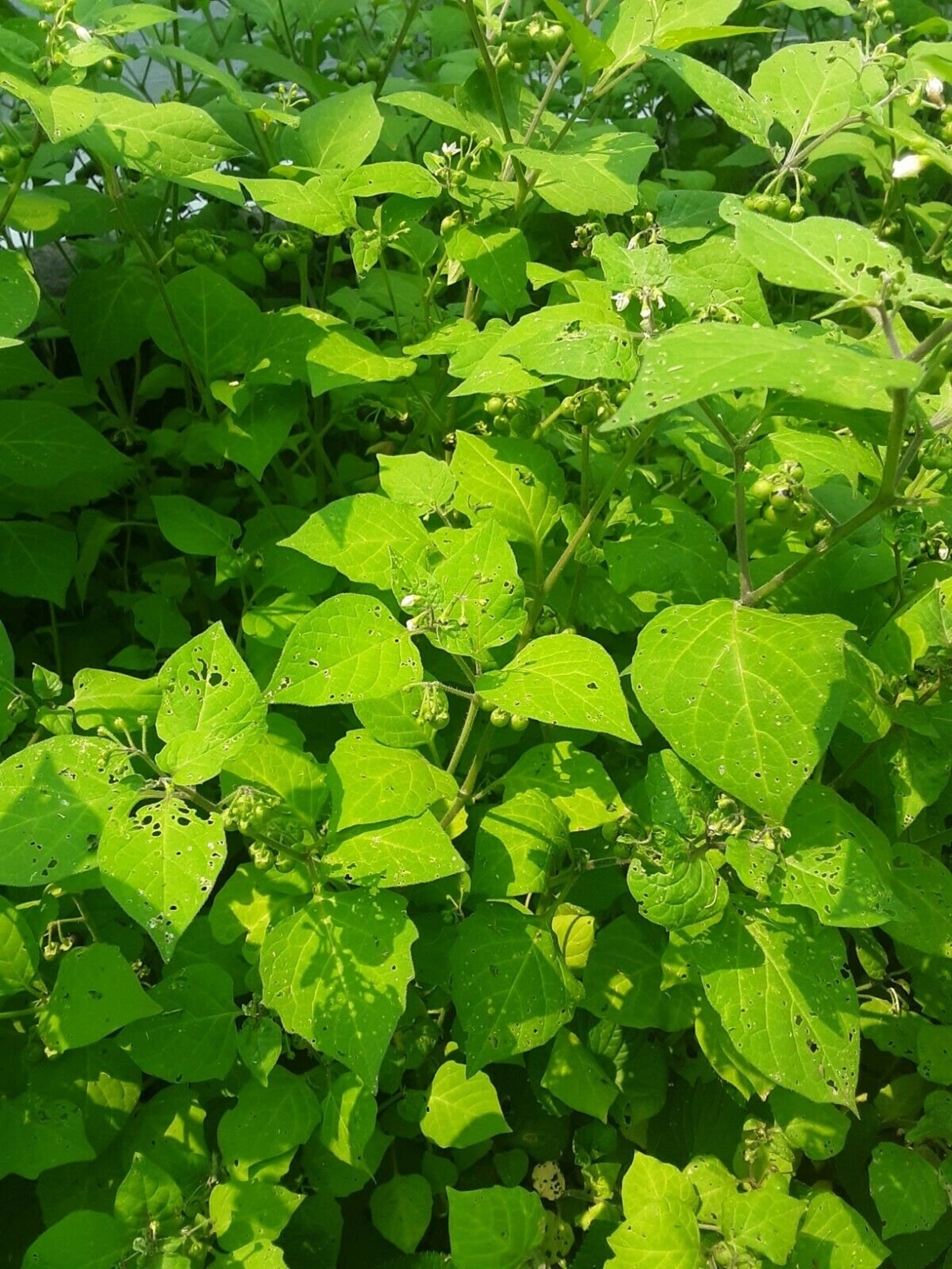 Schwartzenbeeren Berry Seeds - German Blackberry 100 Seeds - Super Easy ...