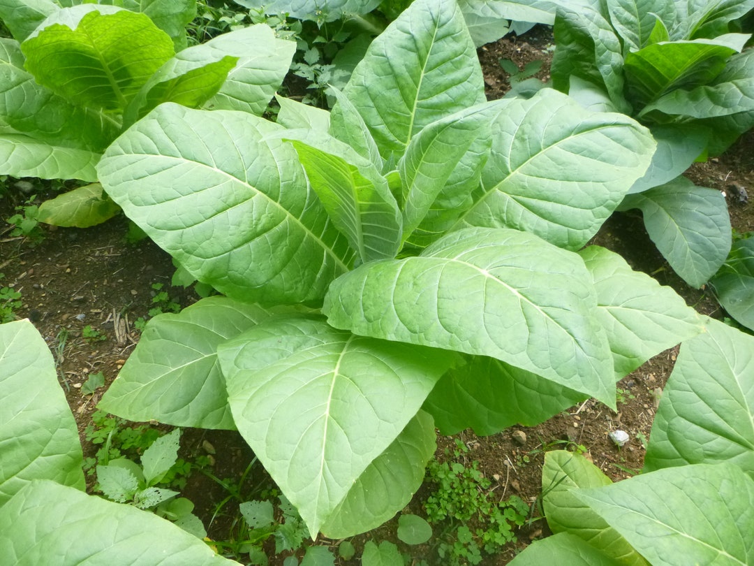 Kelly Burley Toabcco Seed - 1,000 Seeds - Great Home Growing Tobacco - Etsy