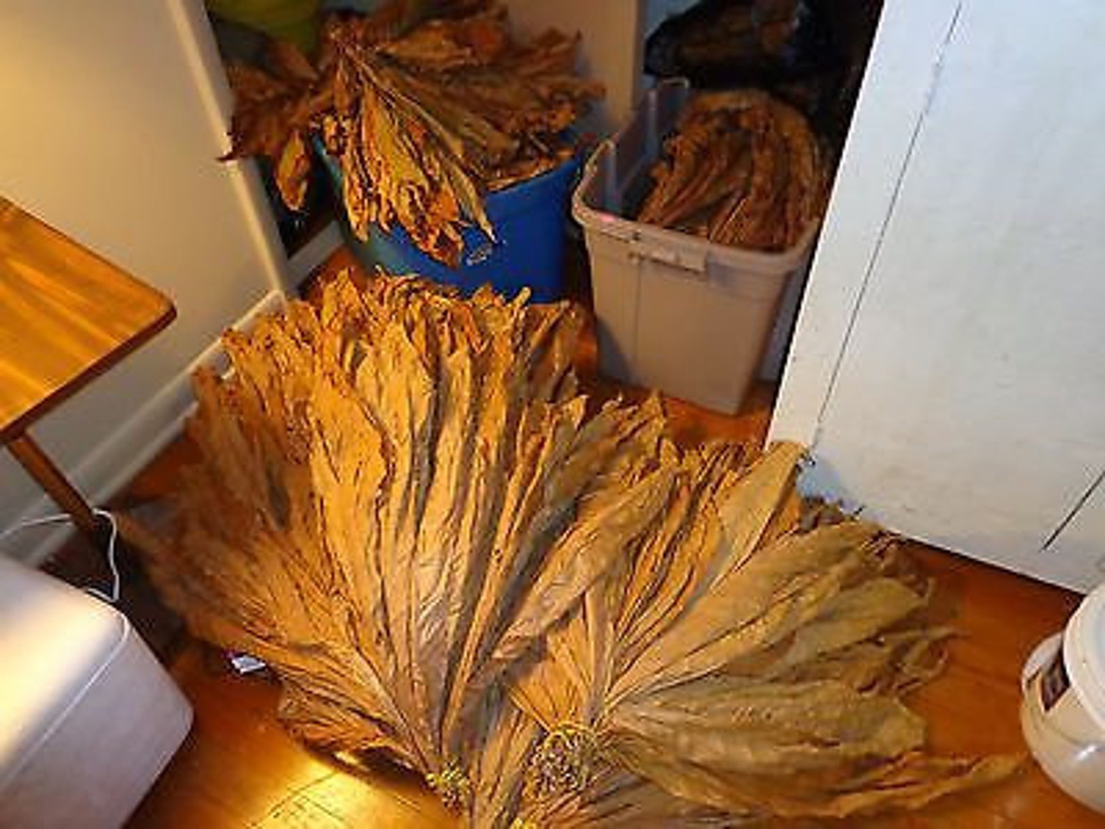 Chewing Tobacco Seed - Grow Your Own Chew and Dip! 1,000+ Seeds - Etsy