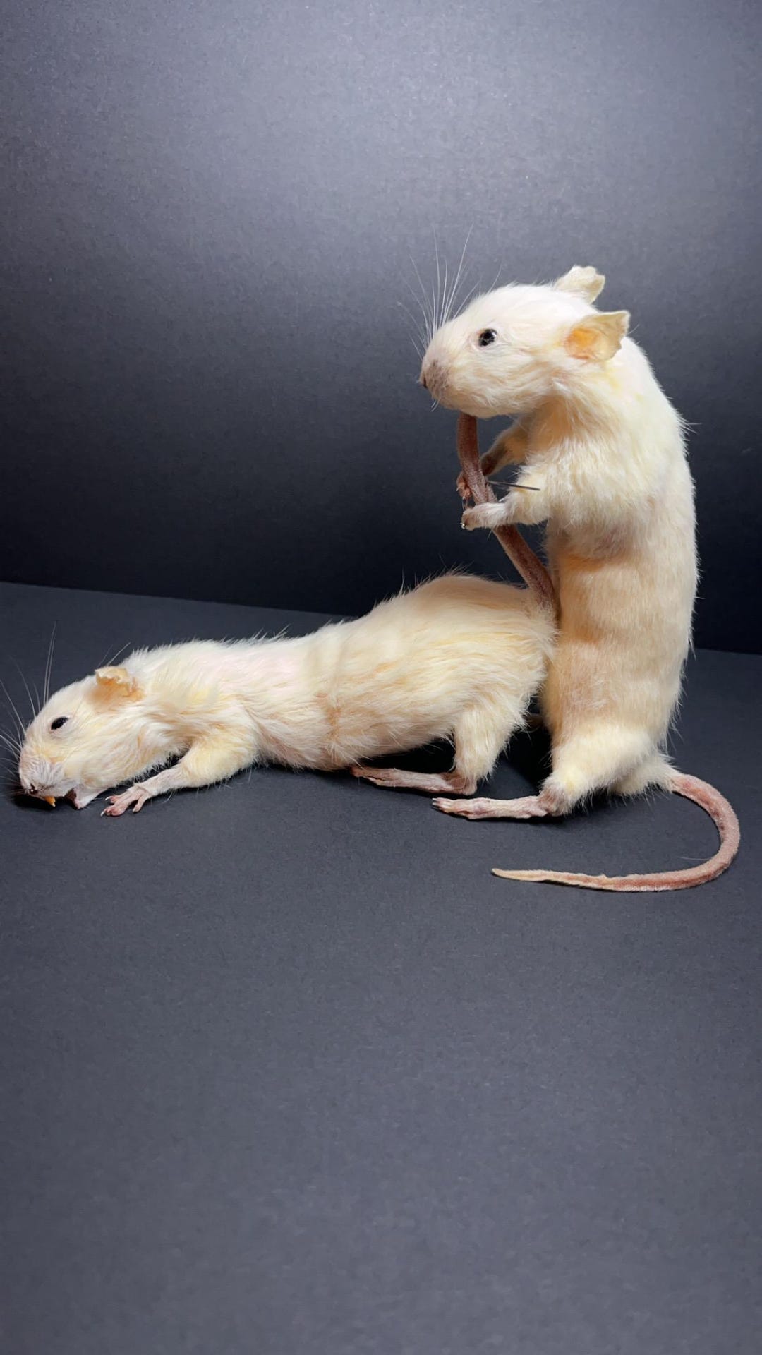 MADE TO ORDER: Dirty Mice - Etsy