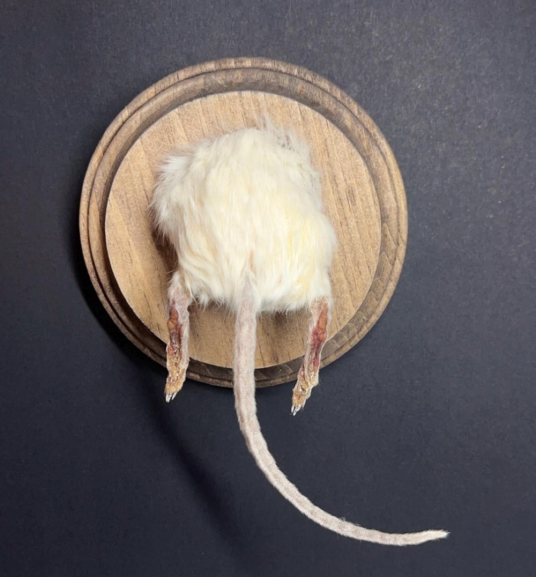 MADE TO ORDER: Mouse Bum Mount - Etsy