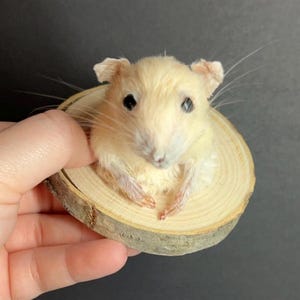 MADE TO ORDER: Mouse Head Mount - Etsy