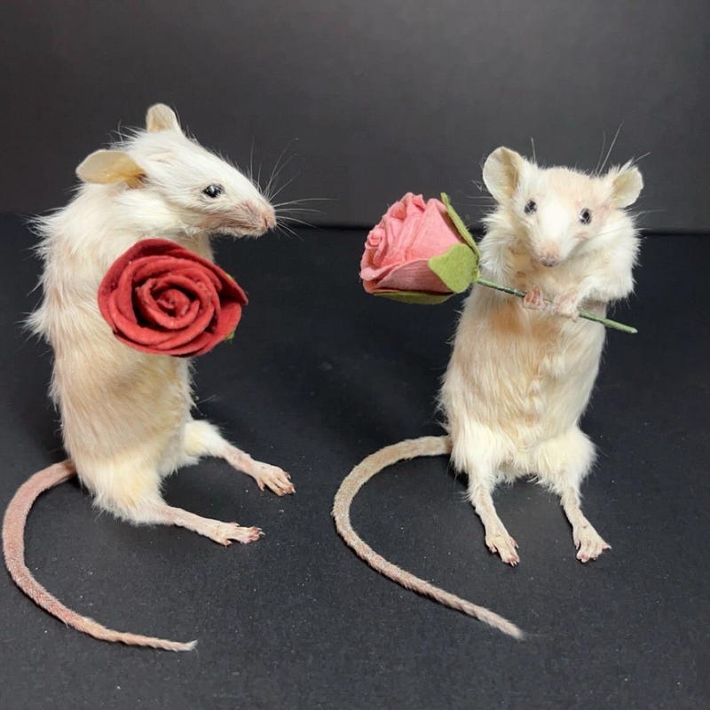 Taxidermy Rat - Etsy