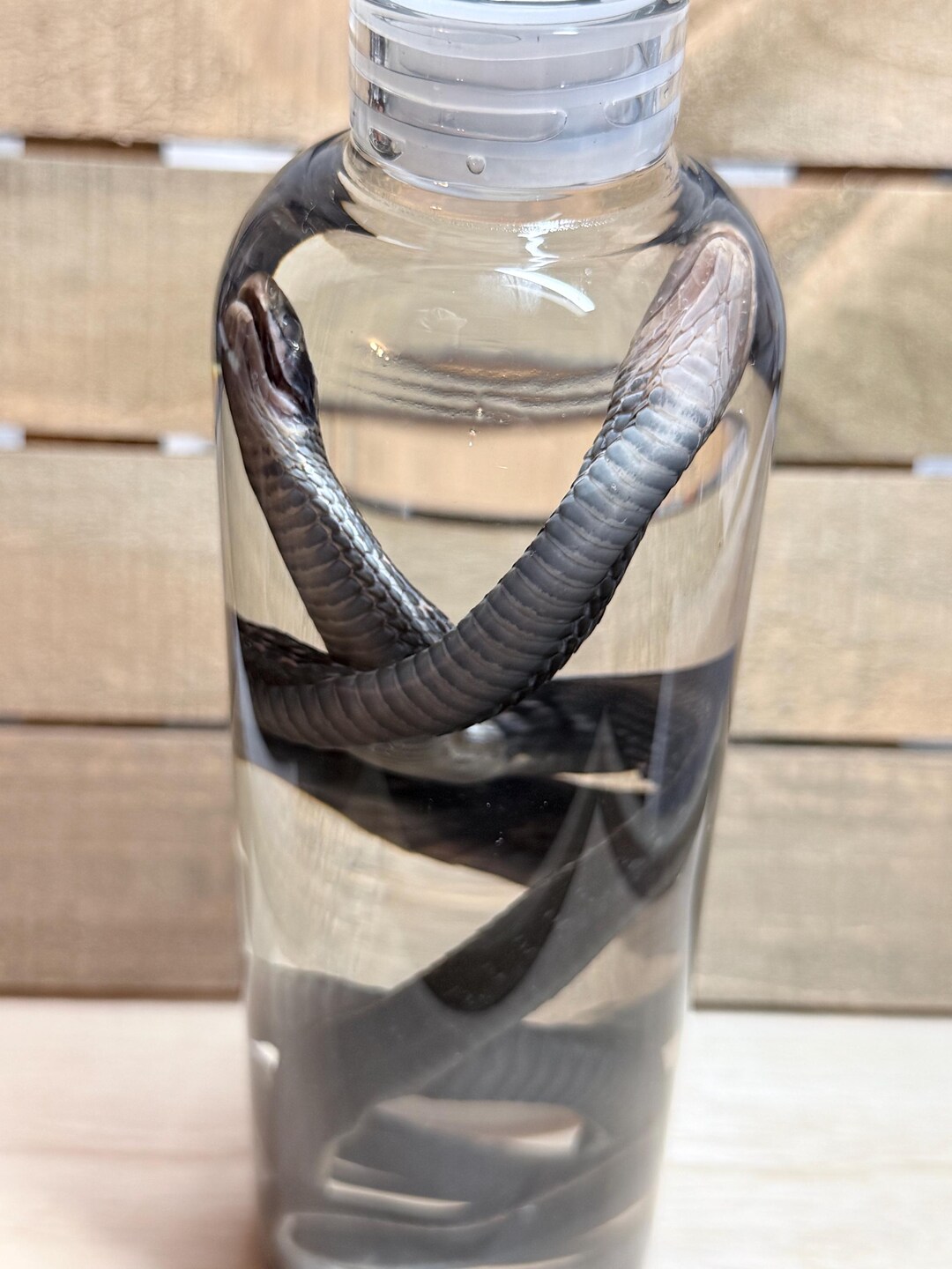 Snake Wet Specimen - Etsy UK