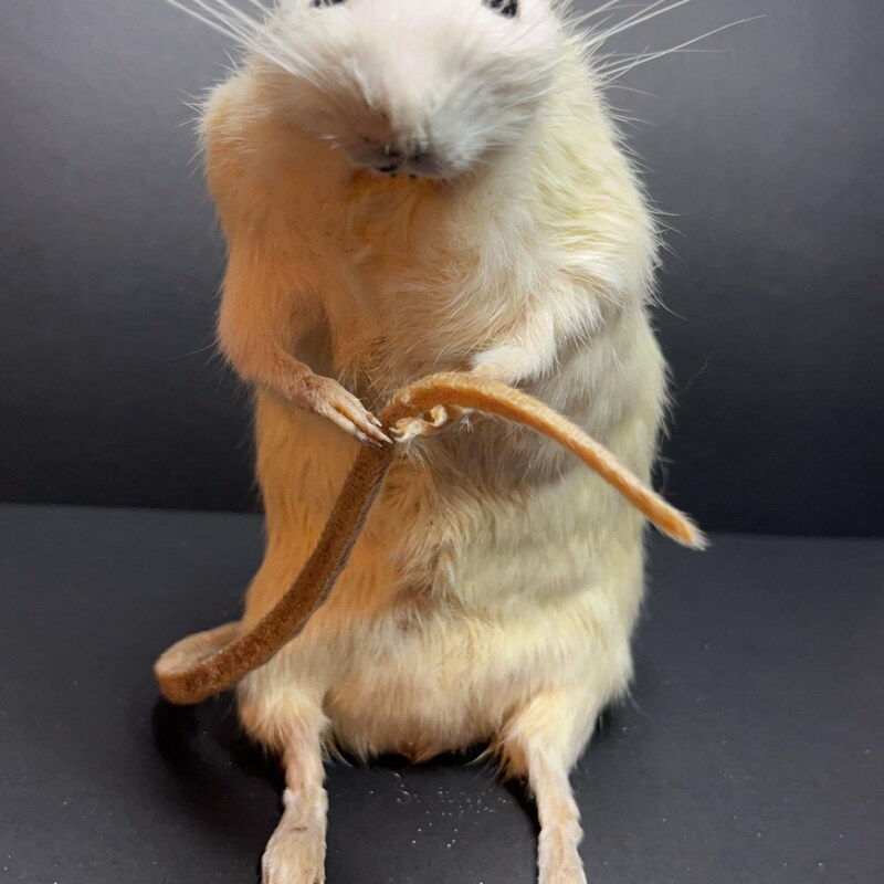 Taxidermy Rat - Etsy