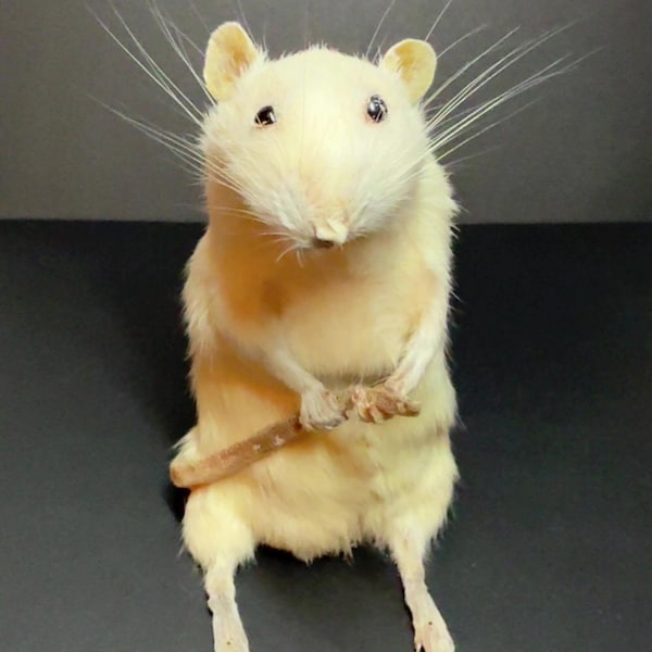 Taxidermy Rat - Etsy