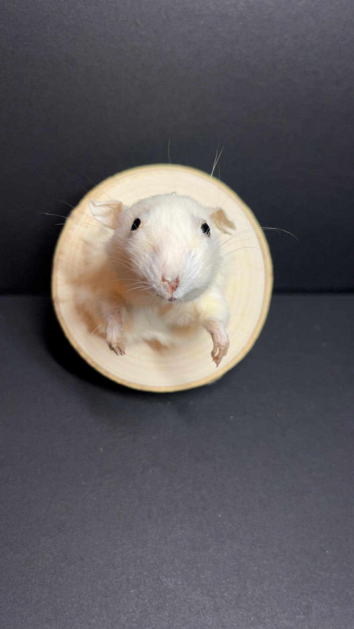 Mouse Head