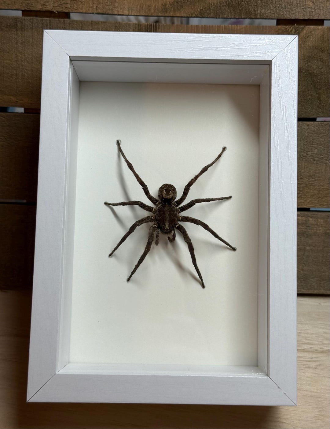 Spider Frame - Etsy