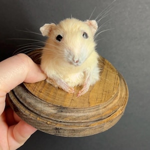 MADE TO ORDER: Mouse Head Mount - Etsy
