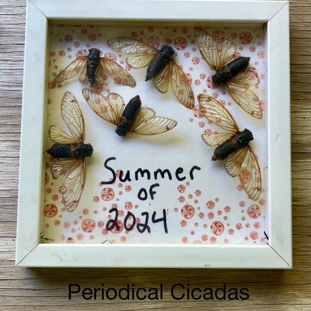 Periodical Cicadas - Etsy